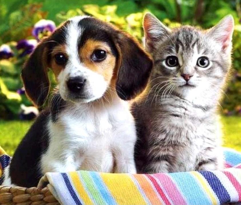 Beautiful Dog & Cat Diamond Art Kit – Paint by Diamonds