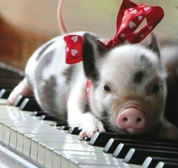 Cute Pig Lying on Piano Table – Paint by Diamonds