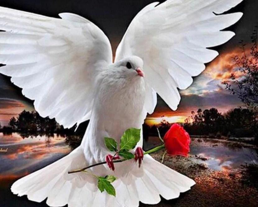Red Rose & Pigeon Diamond Painting – Paint by Diamonds