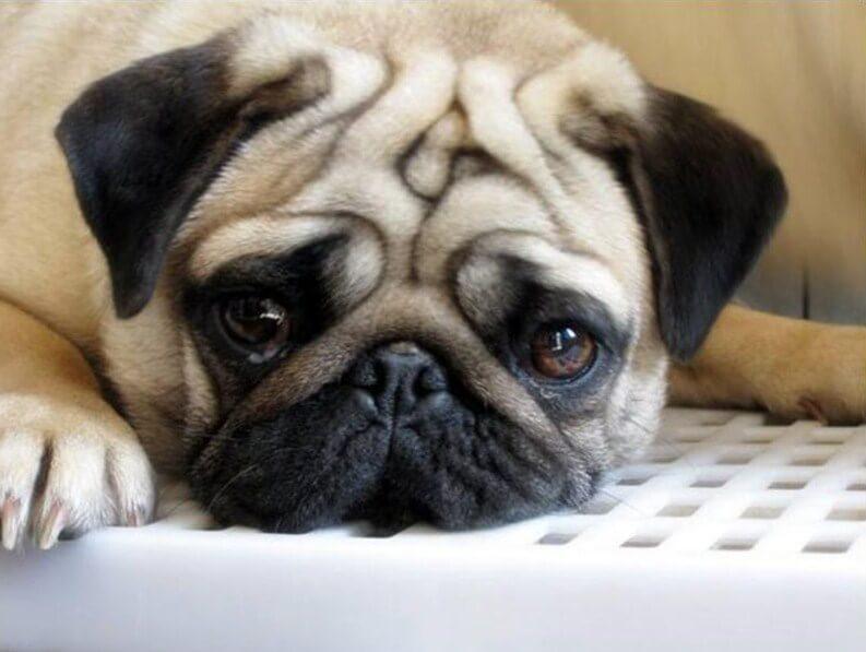 Sad Dog Painting - Pug Dog Breed – Paint by Diamonds